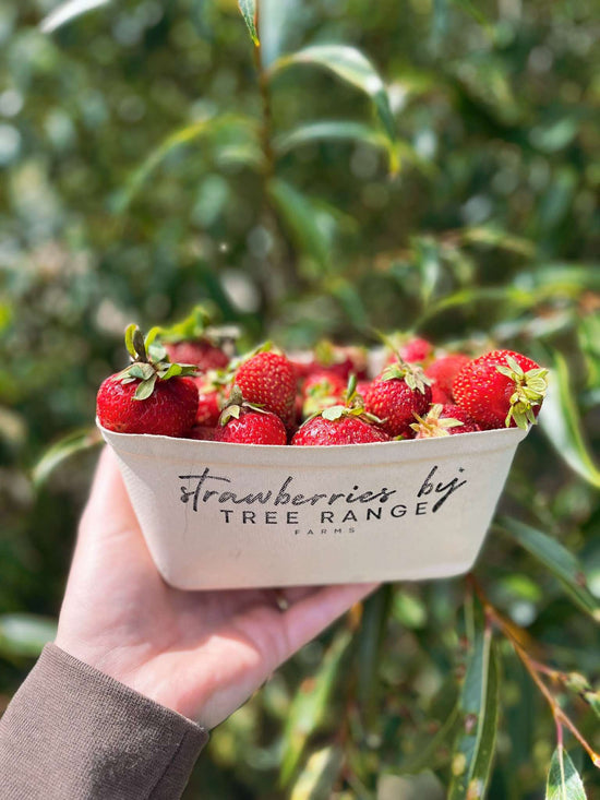 Strawberries – Tree Range Farm Store