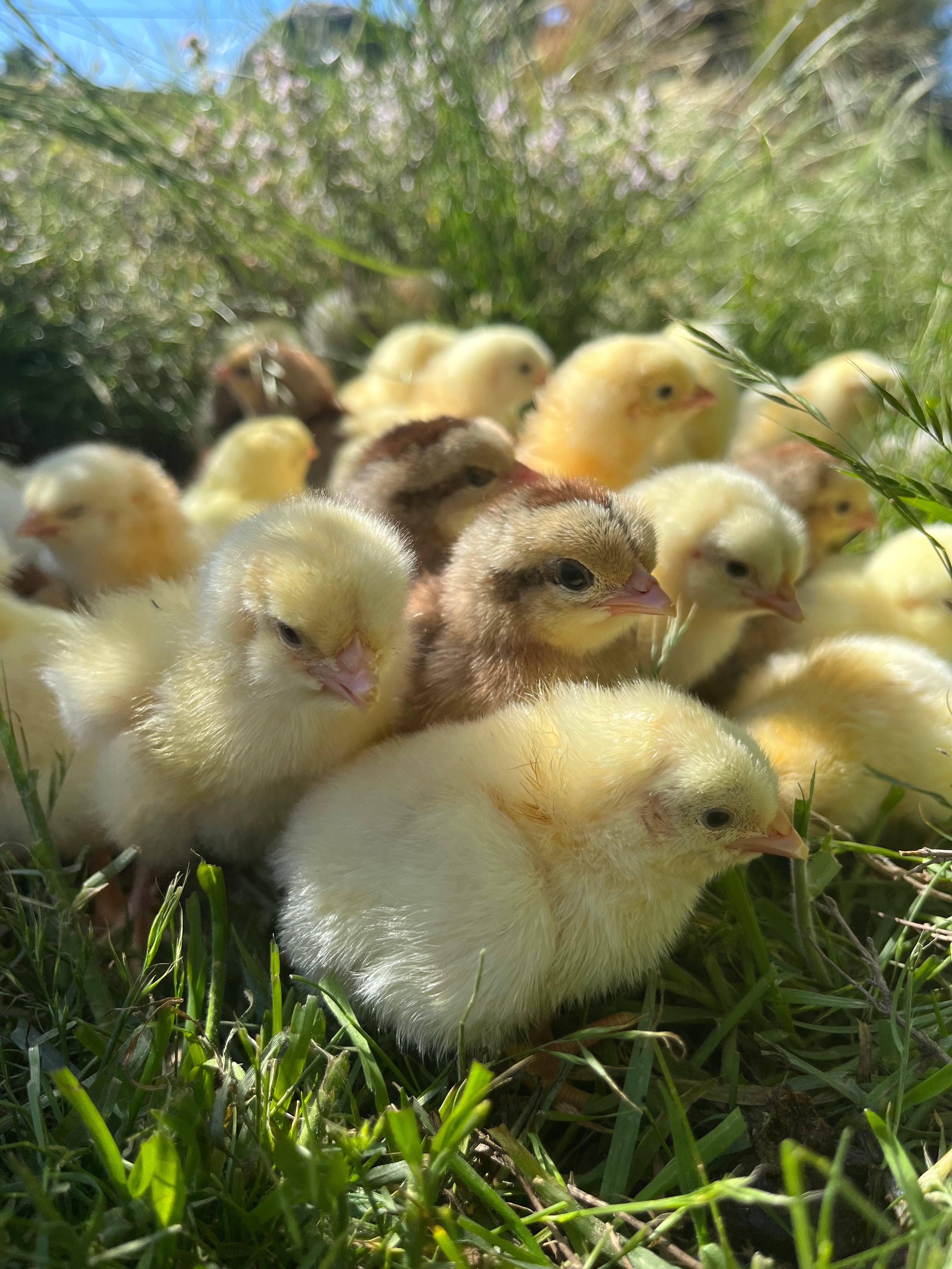 Light Sussex, Day Old Chick – Tree Range Farm Store